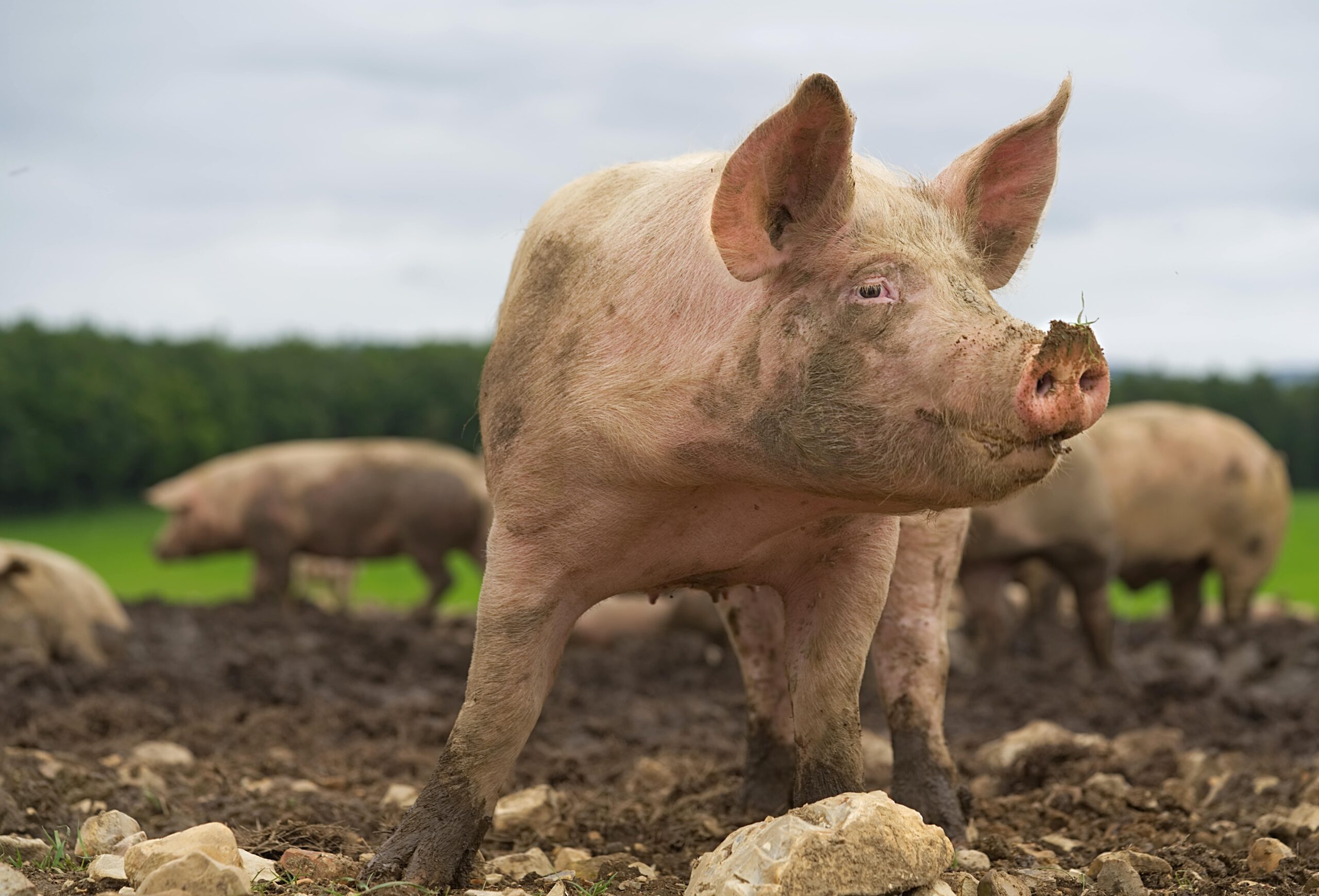 The Rise of Pig Butchering Scams - CUSO Magazine